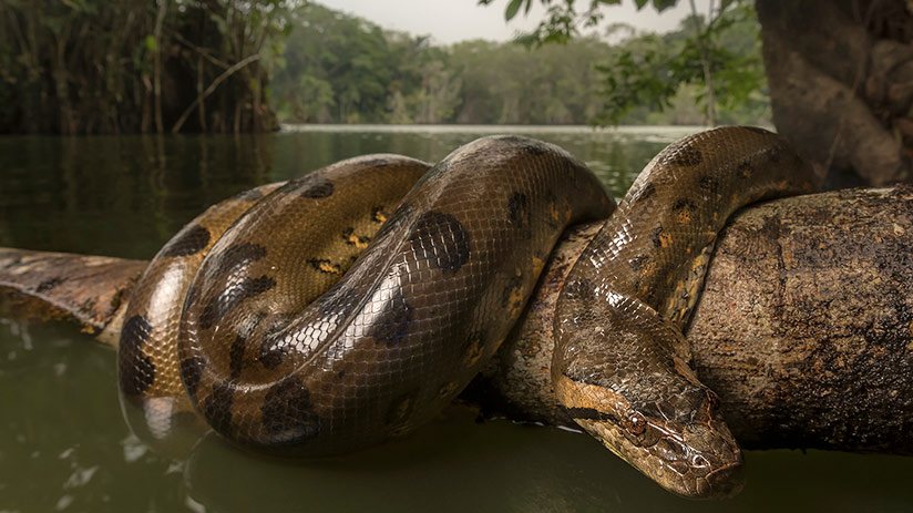 Anaconda La Anaconda Es La Serpiente Ms Grande Del Mundo